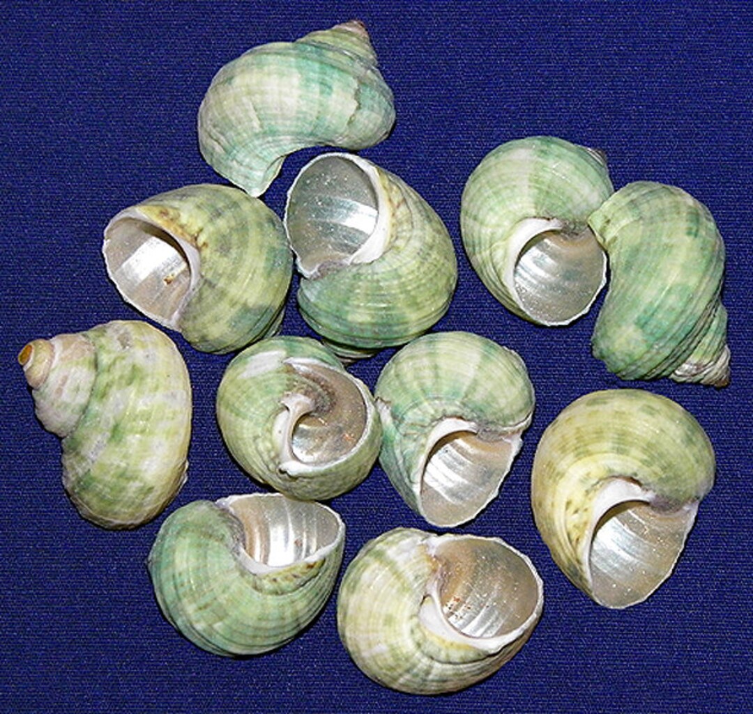 Turbo Argystoma Shells - Natural Green Turbo Craft Shell ~ Size 1-1/2 ...