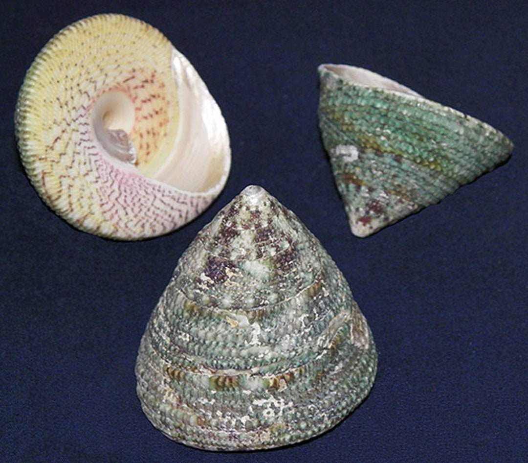Natural Green Trochus Maculatus Seashells 1-1/2"-2" (2 Shells) - Etsy
