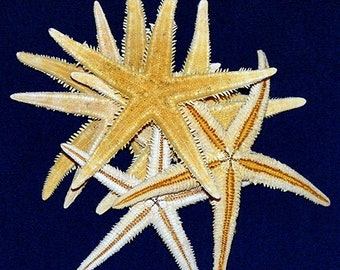 Starfish Sea Star | Etsy