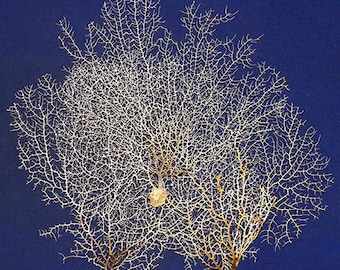 White Sea Fan - Etsy