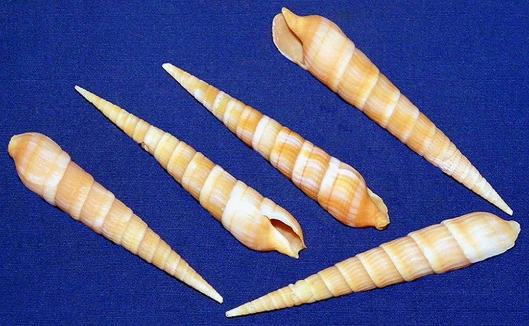 Terebra Nebulosa Auger Seashell 2-1/2"-3-1/2" (2 Shells) - Etsy
