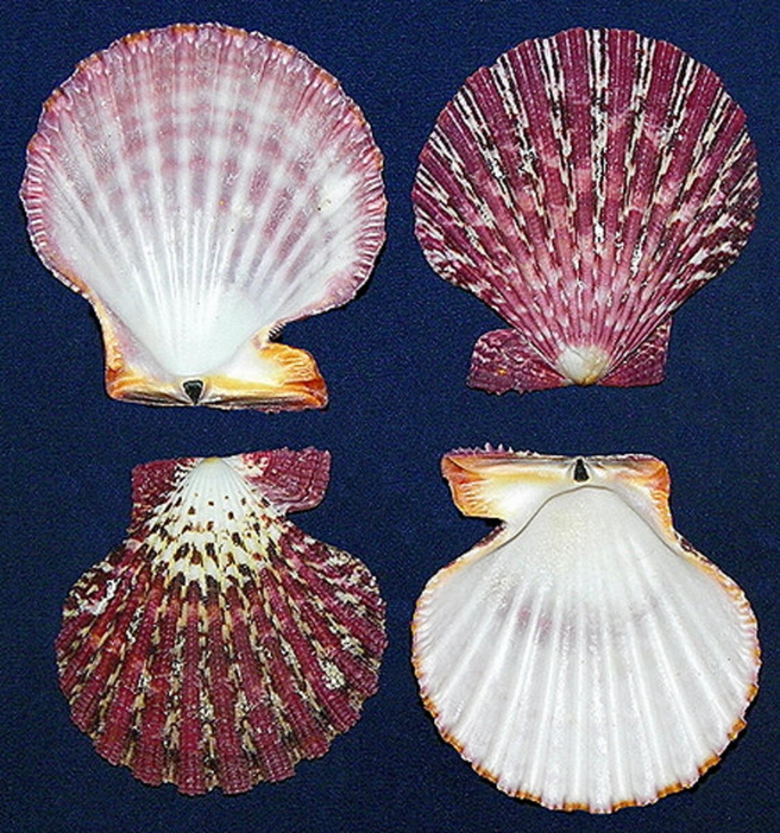 Pecten Pallium Scallop Half Shells 1-1/2" (3 Shells) - Etsy