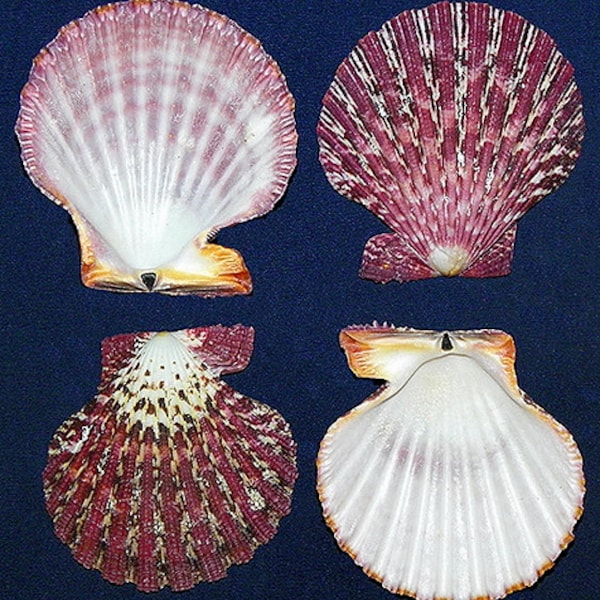 Pecten - Etsy