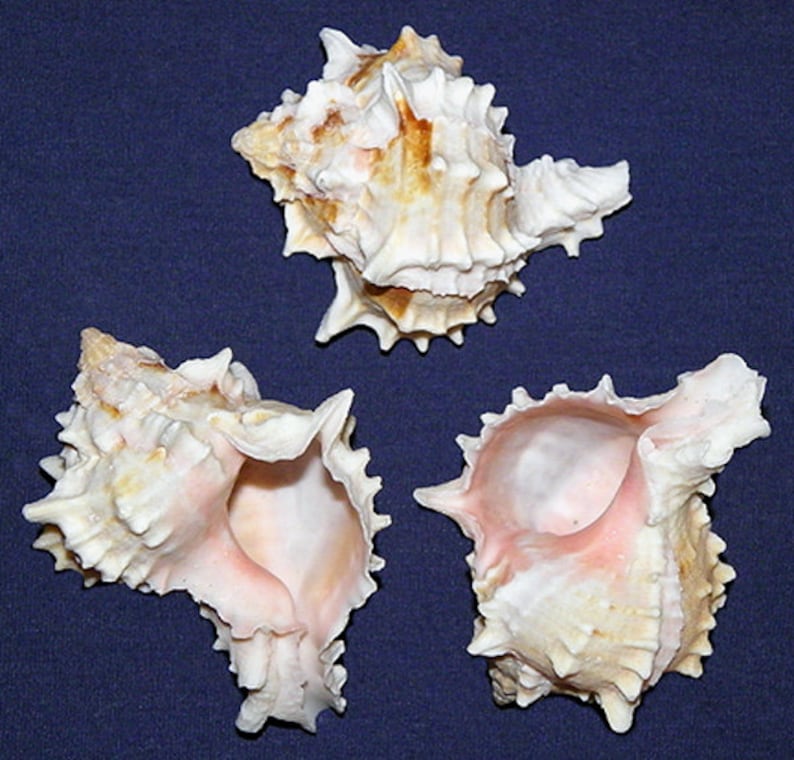 Pink Mouthed Murex Shell Phyllonotus Erythrostomus 23 Craft Seashell ...
