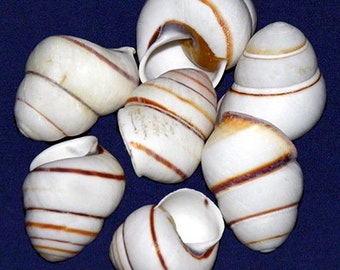 Turbo Snail Shell - Etsy