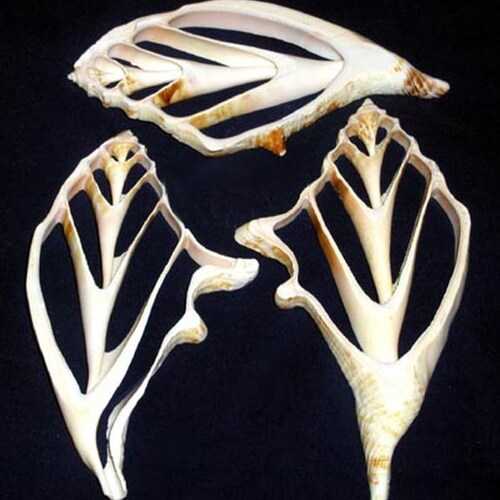 Center Cut Sliced White Tibia 3 4 Craft Shells - Etsy