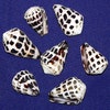 Strawberry Top Seashells (clanculus Puniceus) Craft Shells ~ 1/2"-3/4 ...