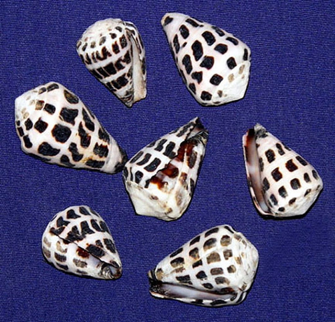 Hebrew Cone Craft Seashells~conus Ebraeus Shell (1-1/4")~ (10 Shells ...