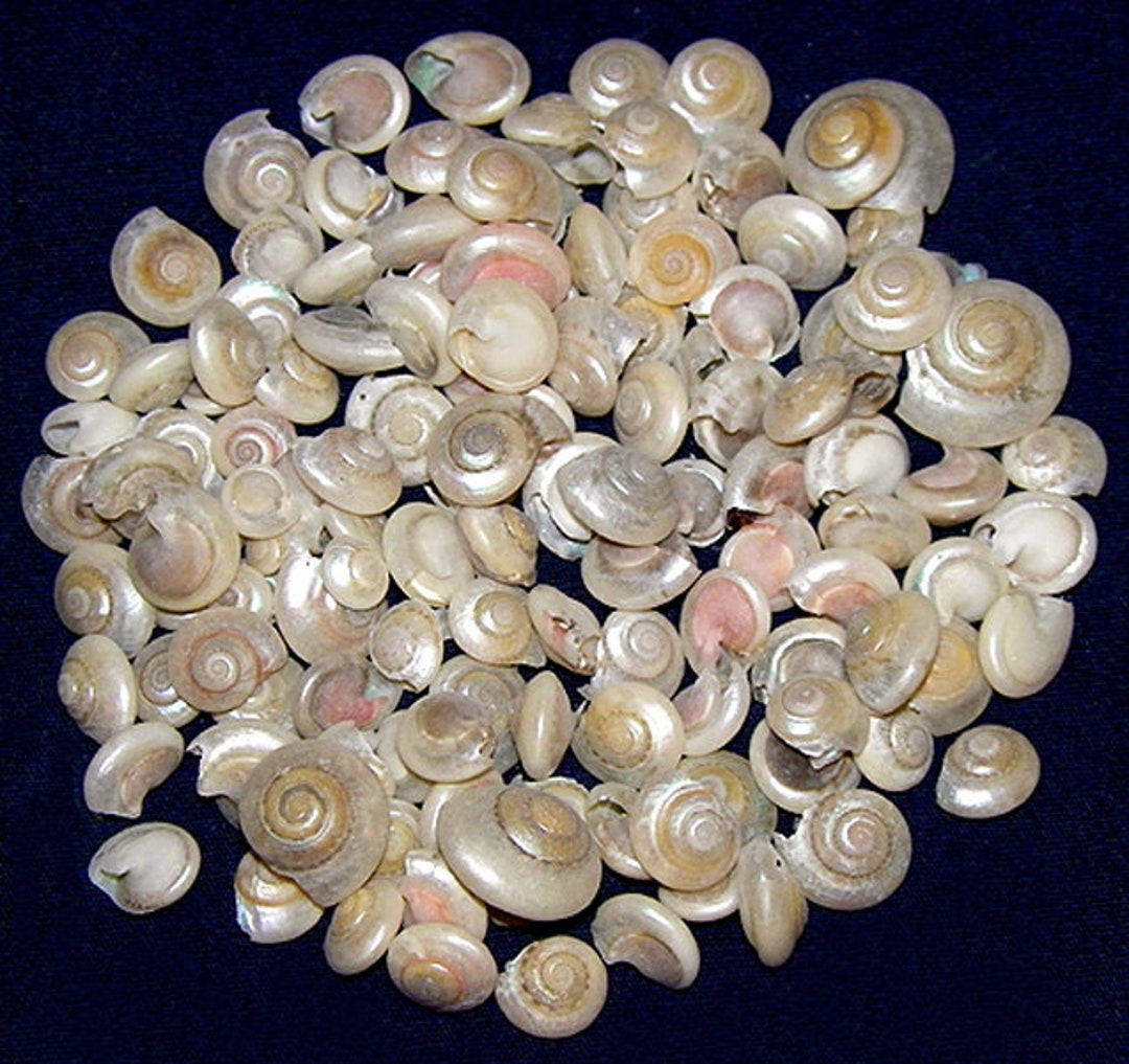Pearled Umbonium Craft Shells ~( Approx. 800 1/4"-1/2" Shells (1/2 Lb ...