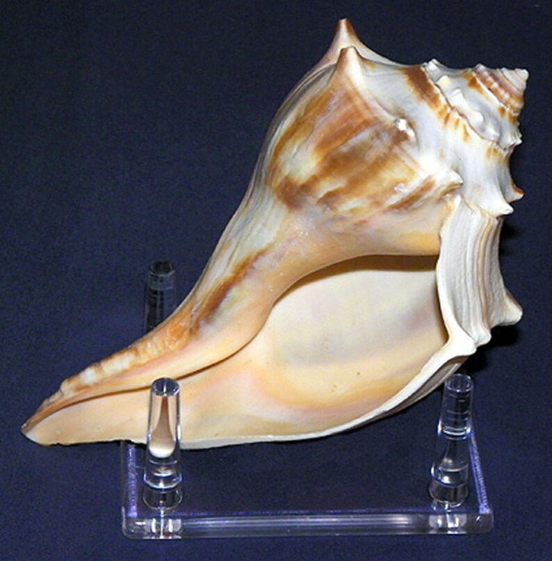 Rectangular Clear Lucite 4 Leg Seashell Display Stands. - Etsy