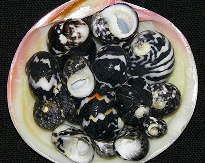 Nerite Shells Black Moon Coastal Decor Snail Nerita Polita - Etsy