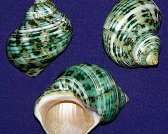 Green Seashells | Etsy