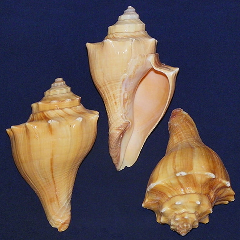 Hemifusus Pugilina Conch Shell 44-1/2 1 Shell - Etsy