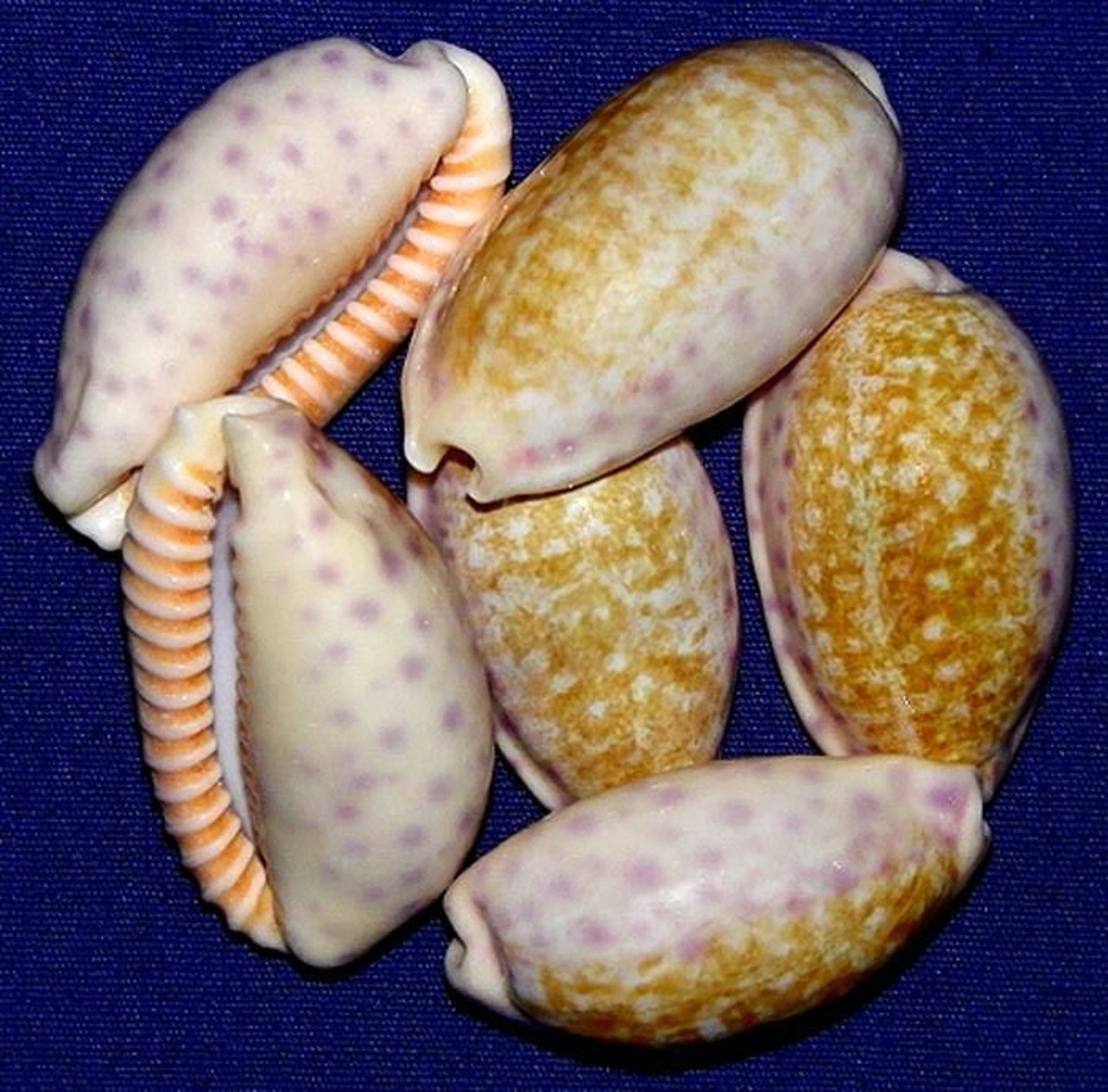 Cypraea Chinensis Cowry Shell ~(31/38mm) 1-1/4"-1-1/2"~specimen ...