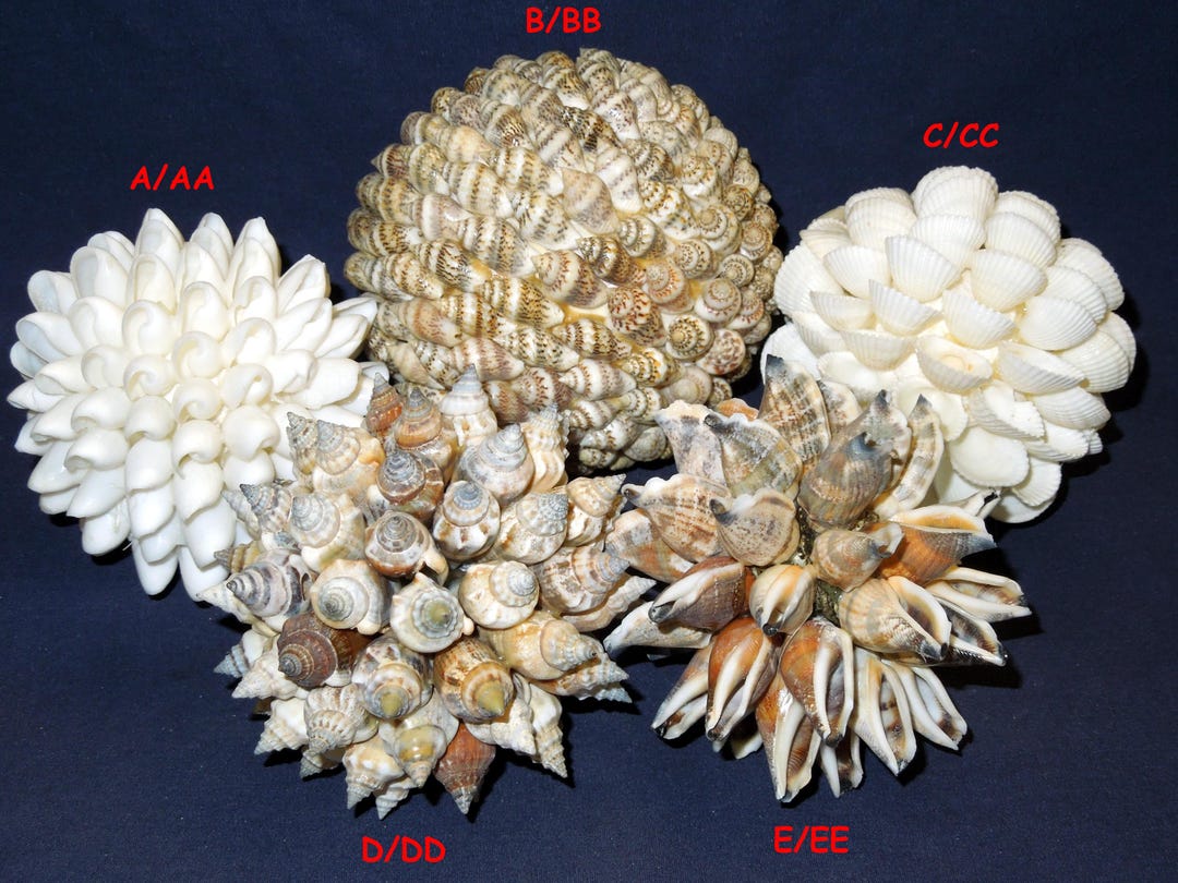 Seashell Shell Ball, Orbs 3"/4" Bubble, Nassa, Cockle, Urceus, Chula ...