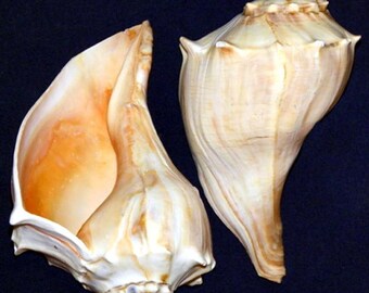 Atlantic Whelk - Etsy