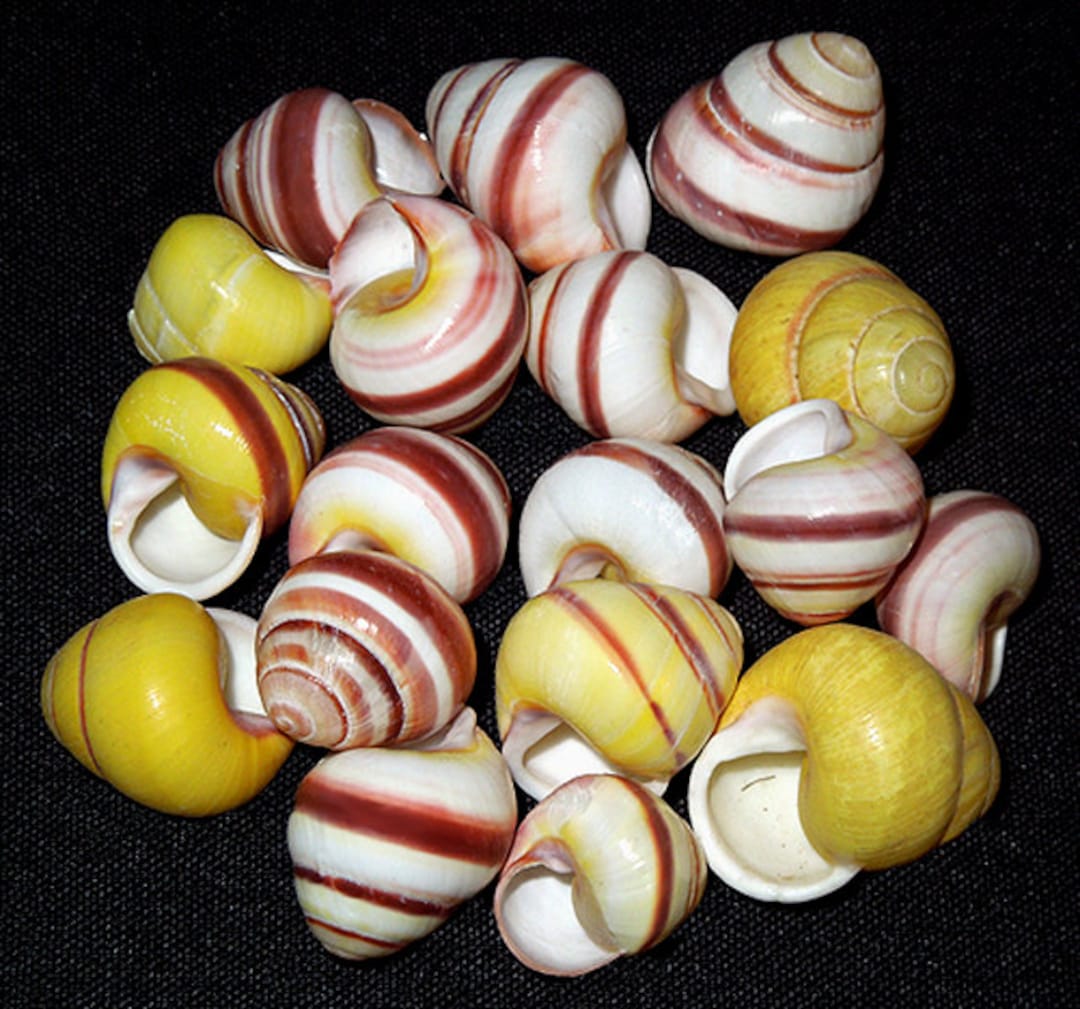 Striped Land Snail Shells 3/4" ~craft and Jewelry Seashell Supplies~ (5 ...