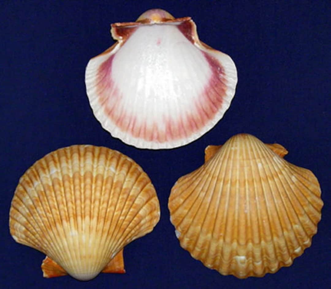 Mexican Deep Half Scallop Shells, Pecten, Clam, Cockle (2-1/2") ( 3 ...
