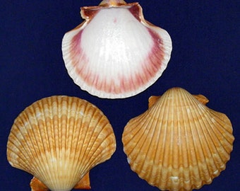 Pecten Pyxidata Whole Shell Seashells - Etsy