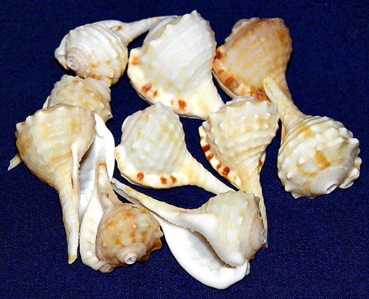 Cymatium Oboesum Retusum 1"-1-1/2" (2 Shells) - Etsy