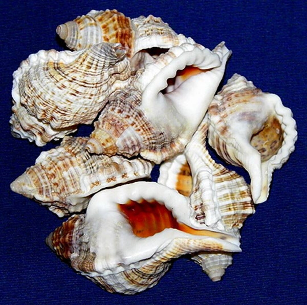 Cymatium Nicobarium Seashells 1-1/2"-2" (1 Shell) - Etsy