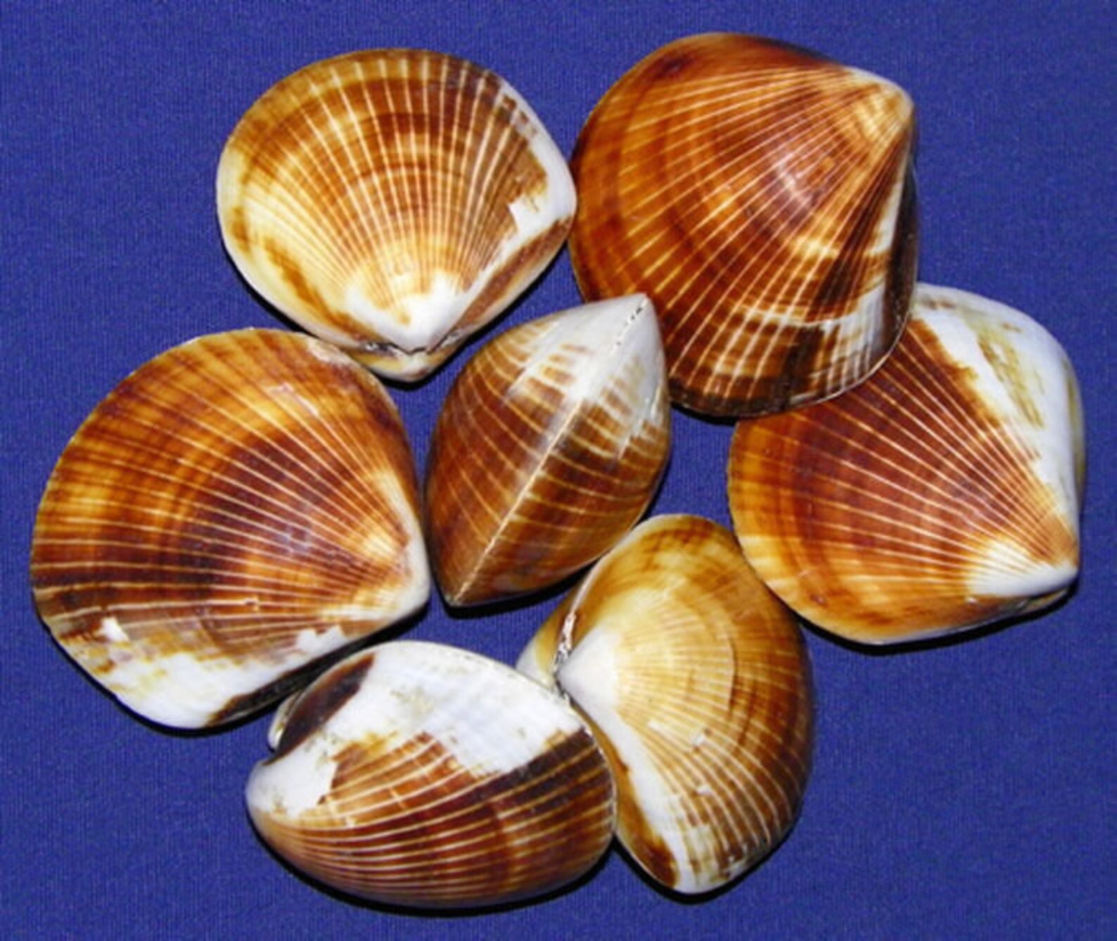 Polished Brown Cockle Glued Paired Clam Craft Seashells - Etsy