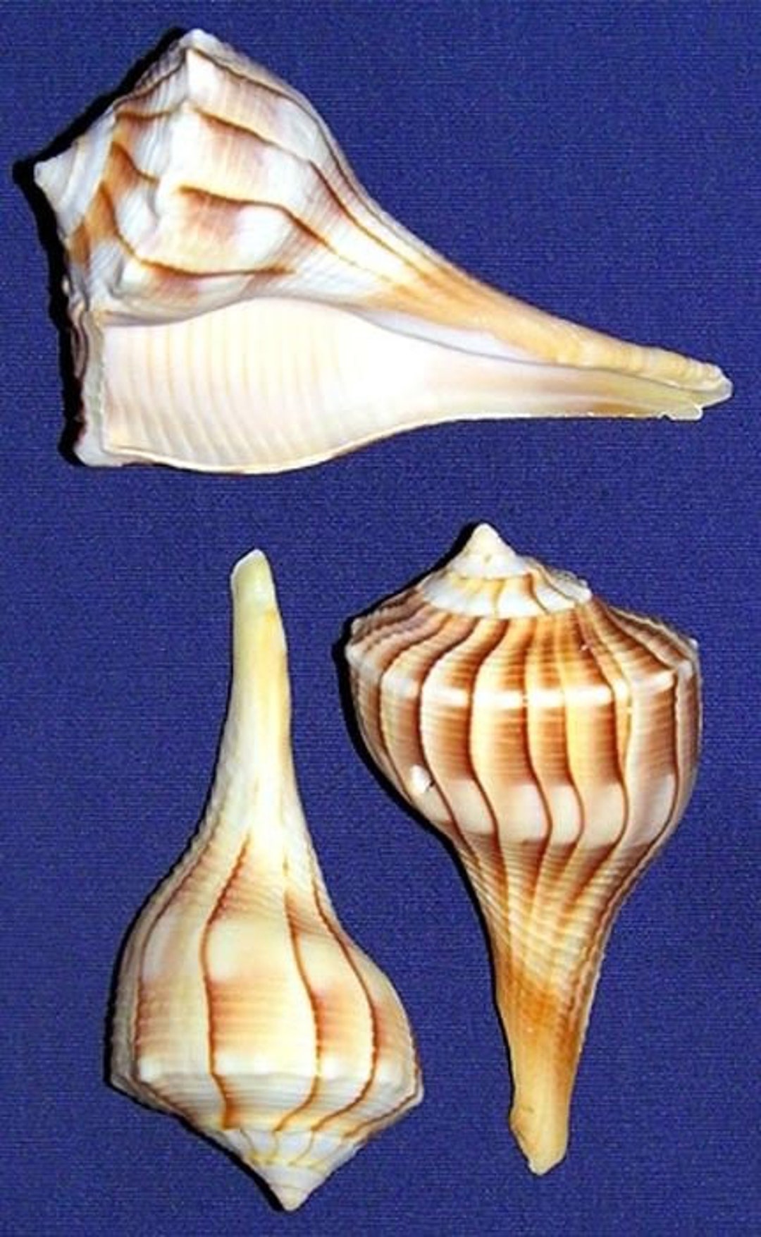 Left Handed Whelk Seashell~2"-3"/3"-4"~craft/jewelry Shell Supply~ (3 ...
