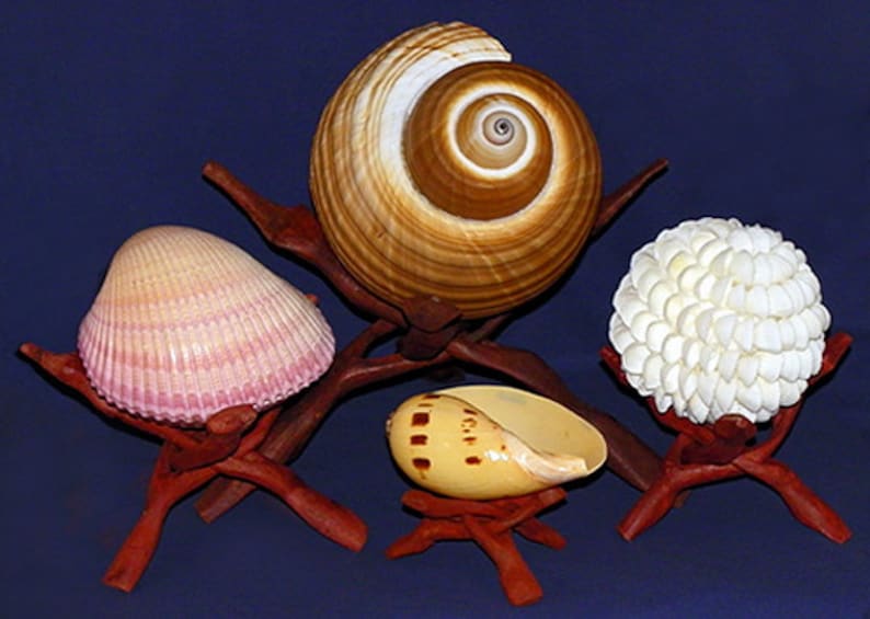 Hand Carved Indian Sheesham Wood Tripod Seashell Cobra Stands ...