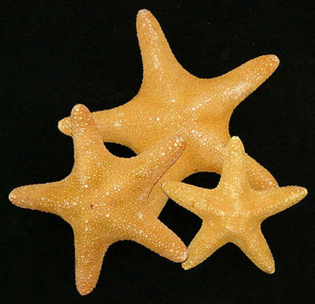Jumbo Real Philippine Mud Jungle Starfish Sea Star (1) 10"-11 ...