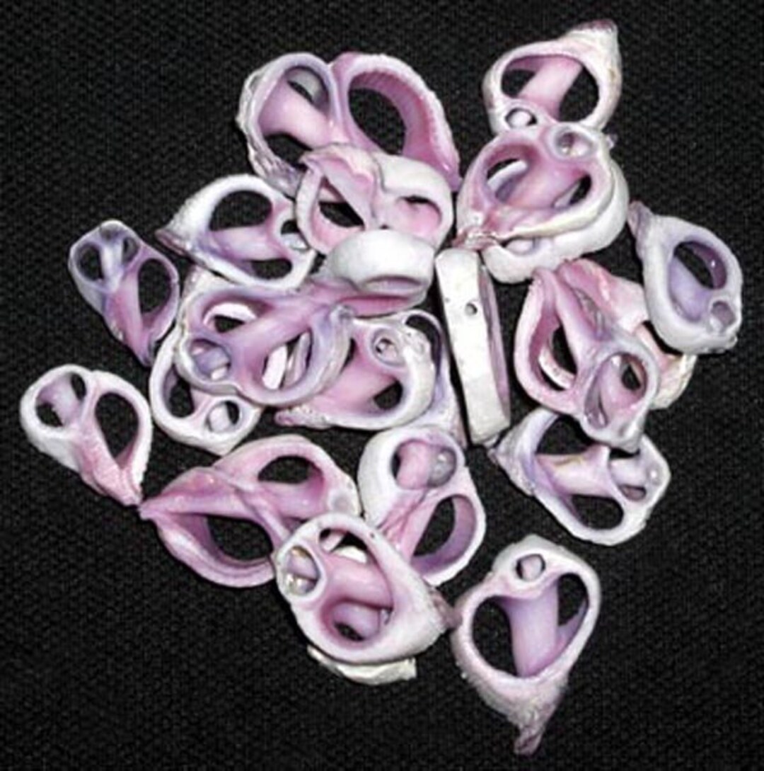 Center Cut Sliced Cebu Beauty Seashells ~ 3/4"- 1" Craft Shells ~ (10 ...