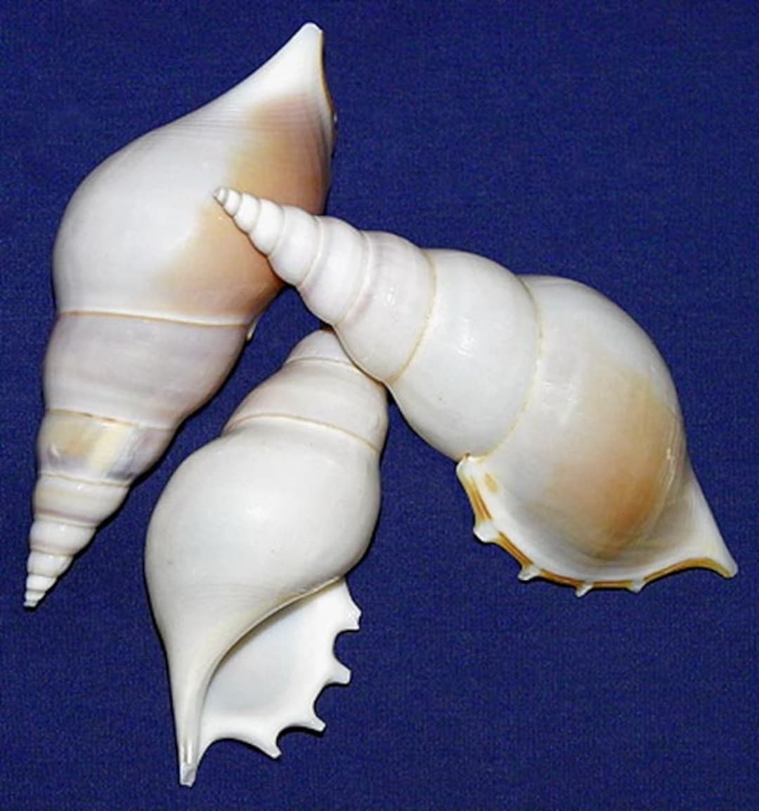 White Tibia Curta Seashells 3" ( 2 Shells) - Etsy
