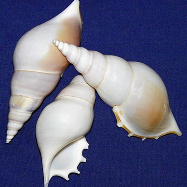 Tibia Shells - Etsy