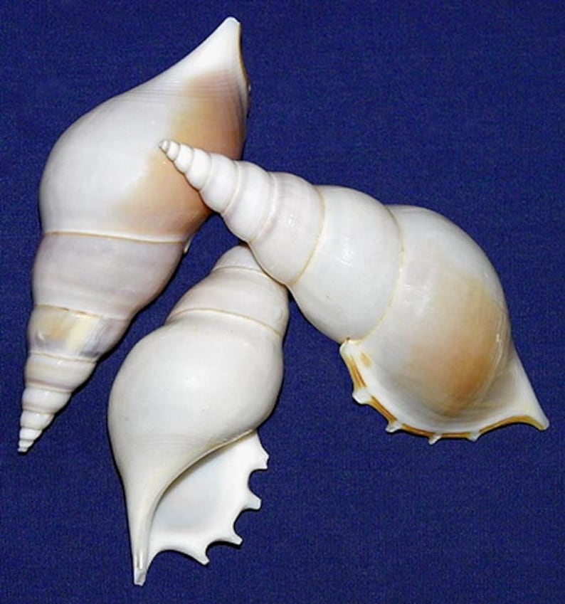White Tibia Curta Seashells 3" ( 2 Shells) - Etsy