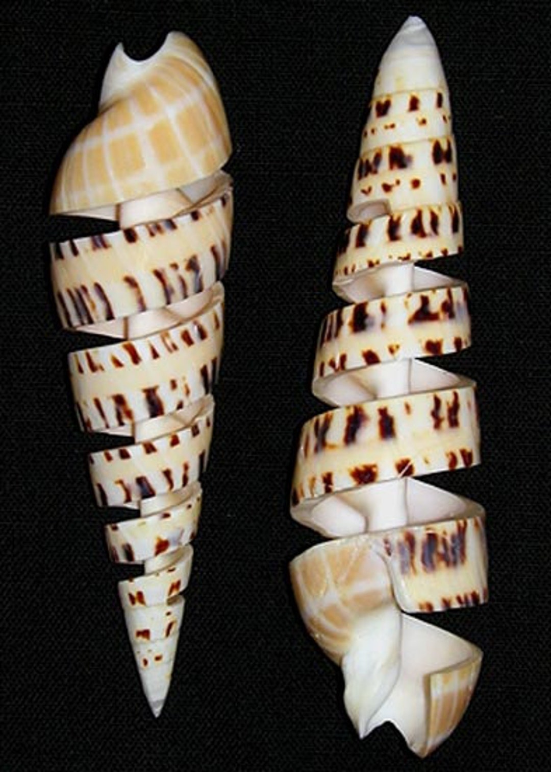 Polished Spiral Cut Marlin Spike Auger Shell ~ (1) Terebra Maculata (4 ...
