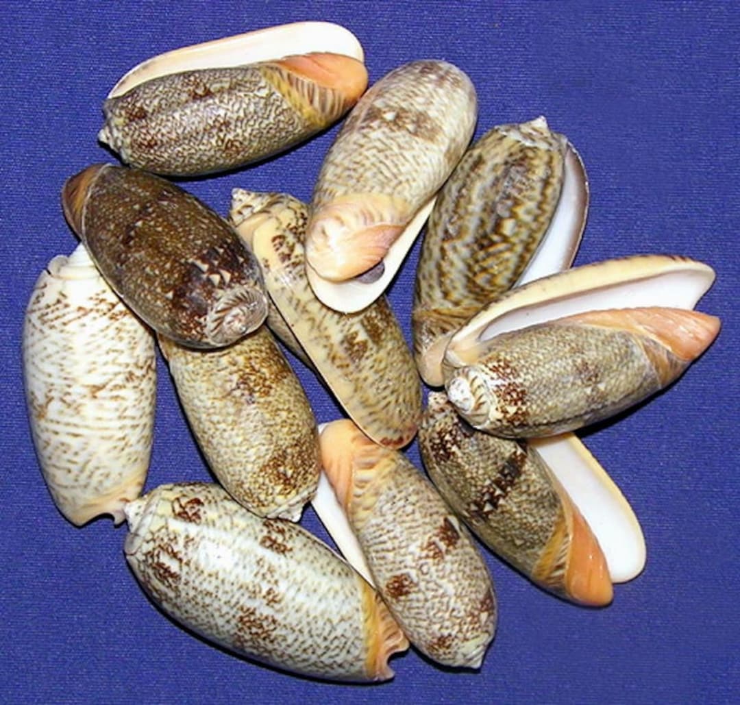 Blood Reticulata Oliva Olive Seashells 1-1/4" (1 Shell) - Etsy