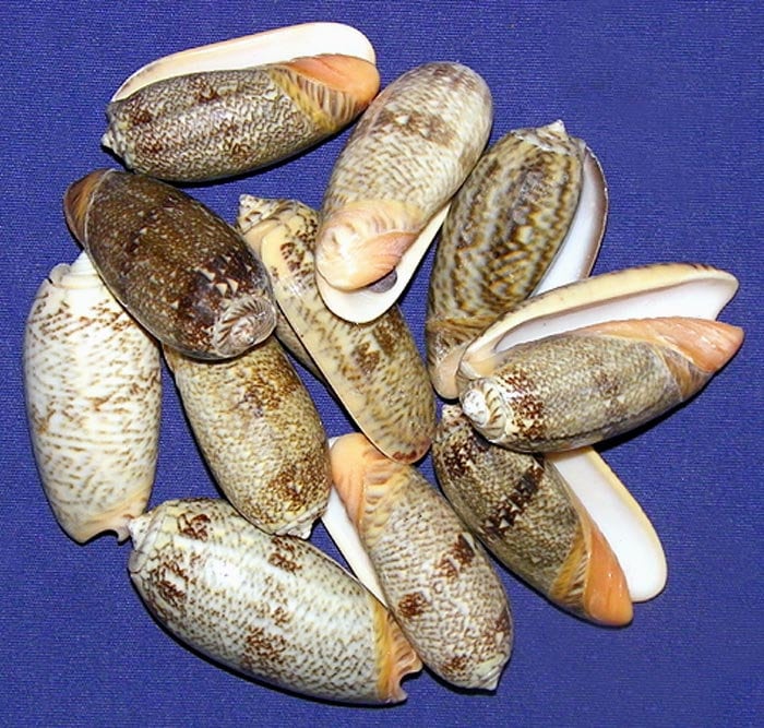 Oliva multiplicata Seashells Blood olive Oliva reticulata Oliva ornata ...