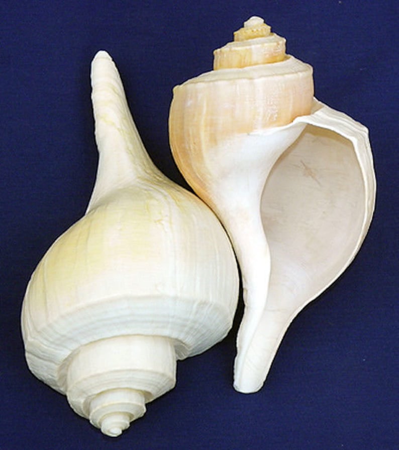 Med. 4"-5" Channel Whelk Shell ~ Busycon Canaliculatum Seashell Craft ...
