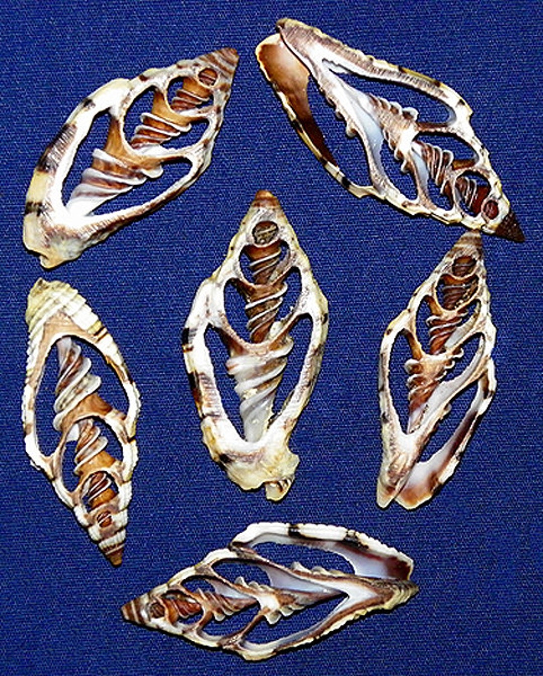 Mitra Rugosa Black Center Cut Sliced Shells ~ 1-1/2" Craft Seashells ...