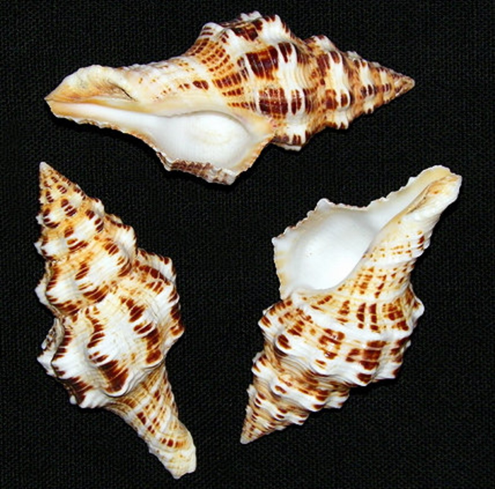 Fasciolaria Belcheri ~ Spindle Seashell 3" (1 Shell) - Etsy