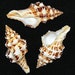 Hand Carved Indian Sheesham Wood Tripod Seashell Cobra Stands Available ...