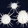 Pink Sun Moon Scallop Half Shells~flat Craft Seashells~2"-2-1/2" (10 ...