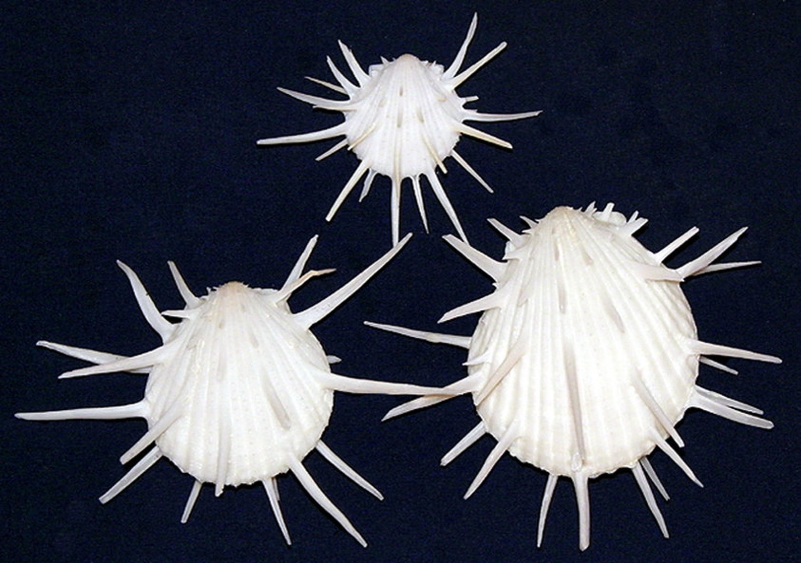 Thorny Oyster Spondylus Imperialis Paired Shell small - Etsy