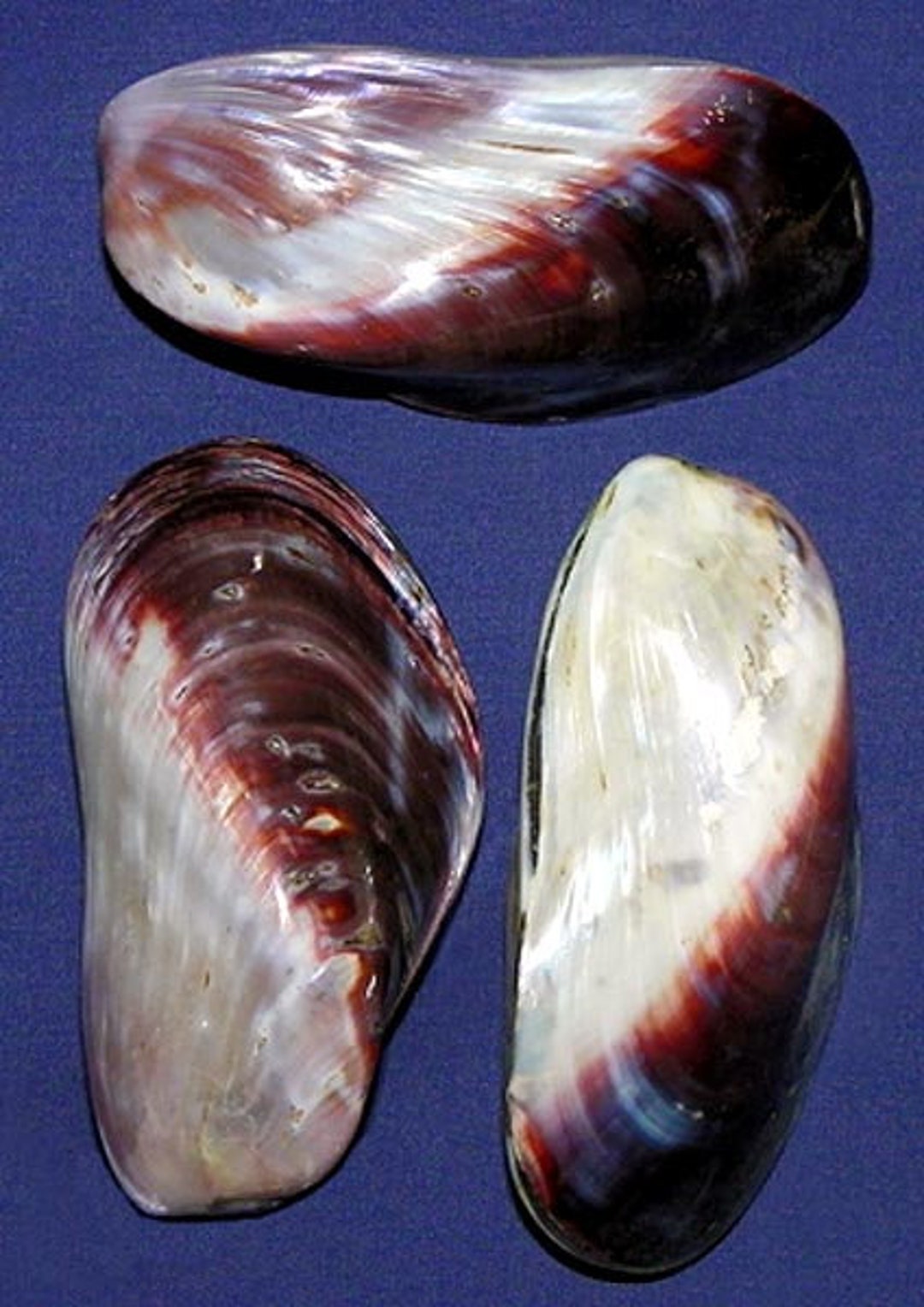 Polished Purple Philippine Paired Mussel 3"-3-1/2" (1 Glued Shell) - Etsy