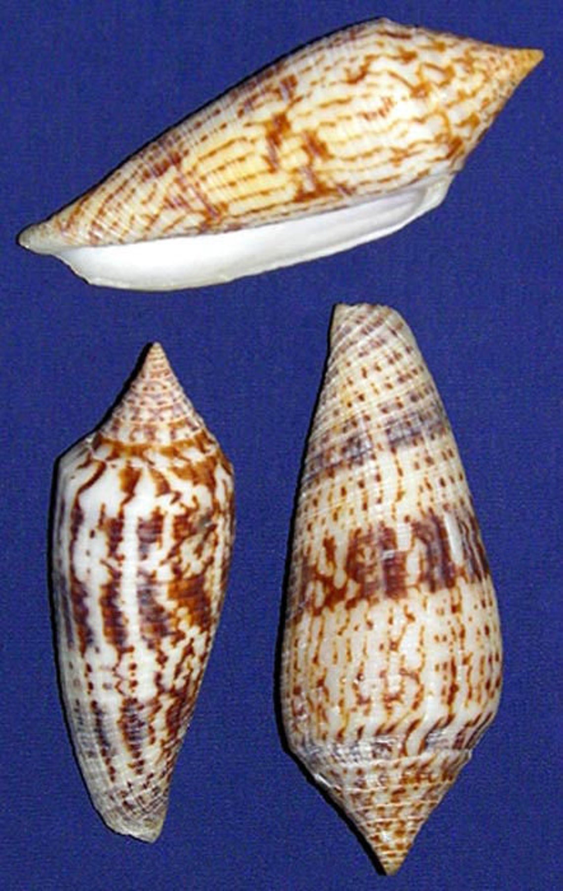 Conus Australis Cone Shell 3seashell Craft Supply 1 - Etsy