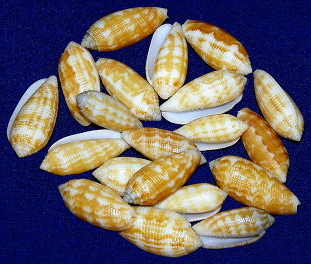 Pterygia Crenulata Mitra Seashell (22.3mm.-31mm.)~(3/4"-1-1/4") F ...