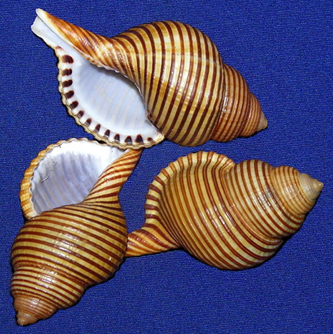 Cymatium Succincta Seashell (50mm.-56mm.) (2"-2-1/4") Specimen ...