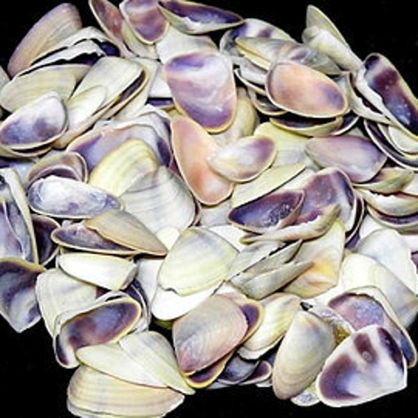 Coquina Shells - Etsy
