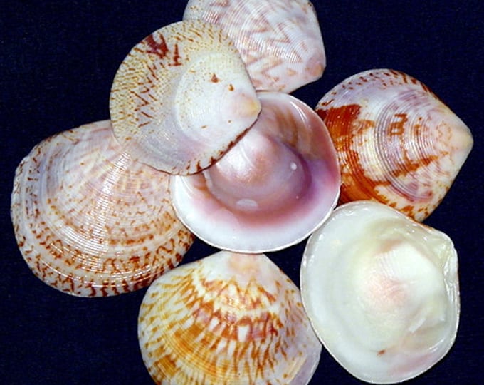 Pink Sun Moon Scallop Half Shells~flat Craft Seashells (india)~2"-2-1/2 ...