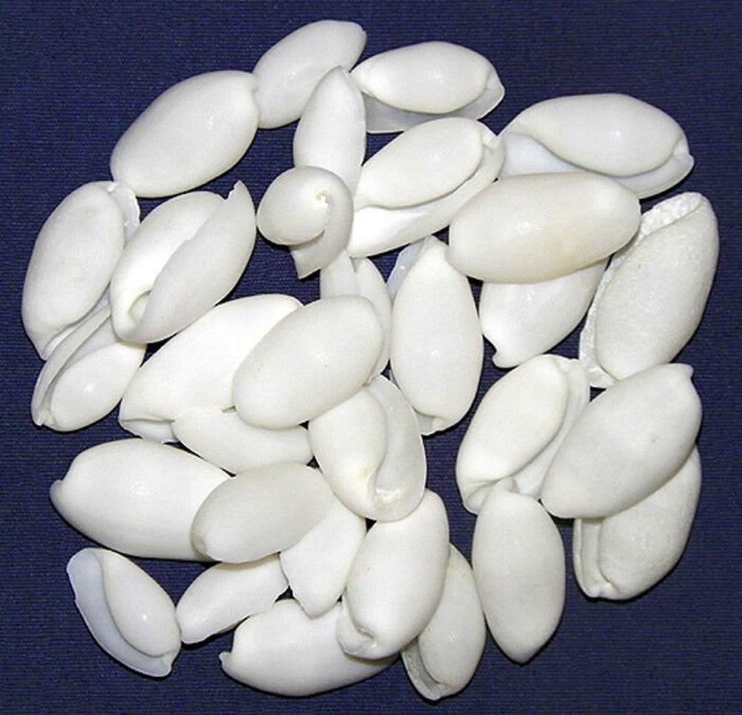 White Bubble Craft Shells (1/2"-1") Approx. (200 Shells 1/2 Lb.) - Etsy