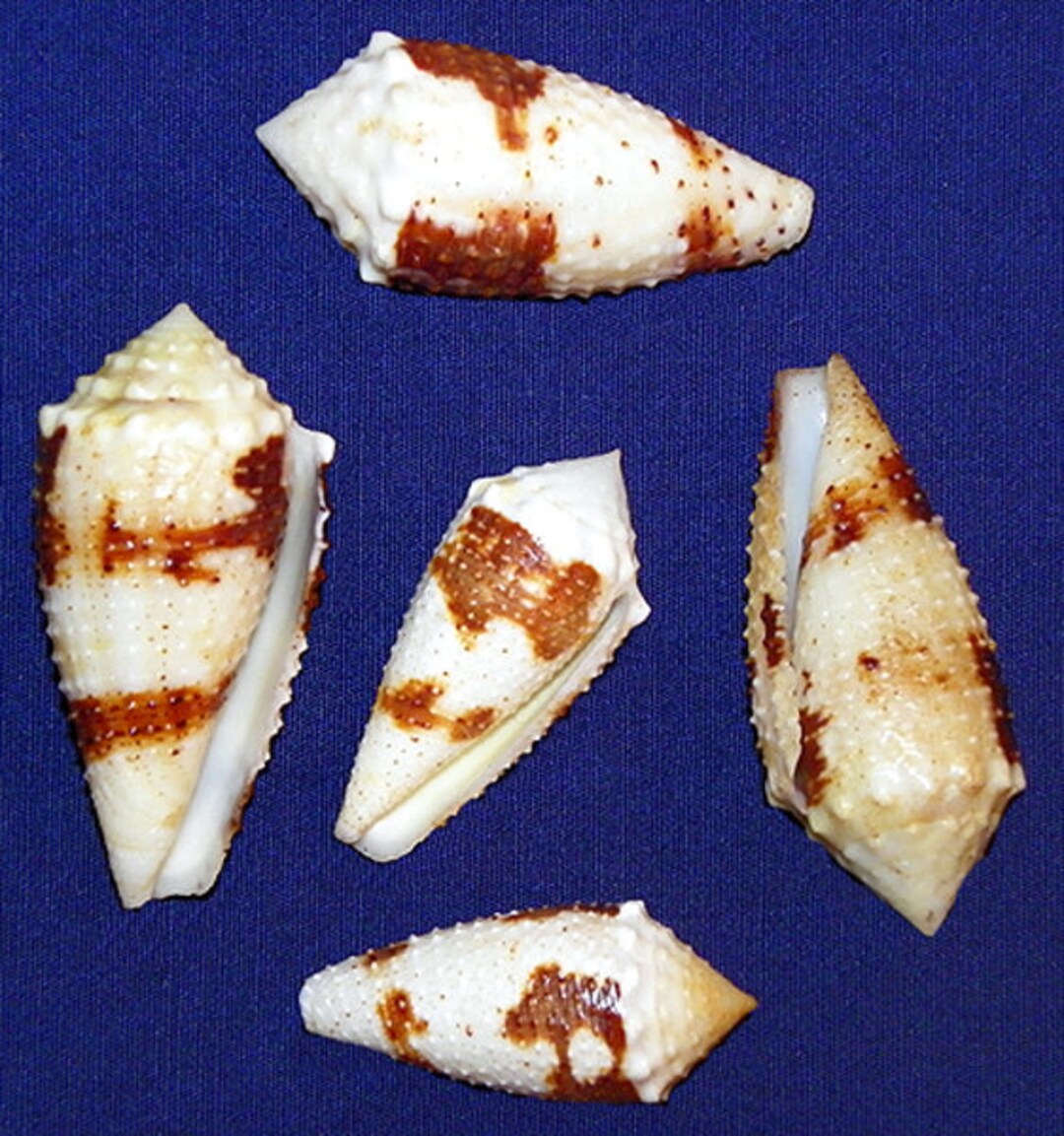 Conus Varius ~ Cone Seashell ~ Approx. (45mm./1-3/4") F+++ Specimen ...